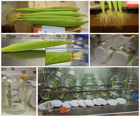 Biologically Relevant Methods to Test How Microbes Colonize Maize ...