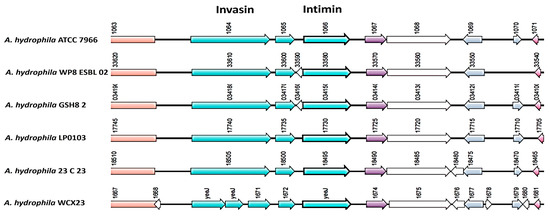 Investigating the Distribution of Intimin and Invasin in Aeromonas ...