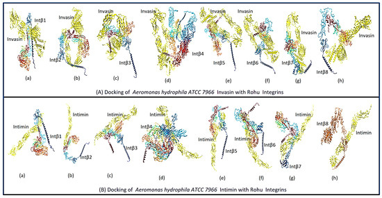 Investigating the Distribution of Intimin and Invasin in Aeromonas ...