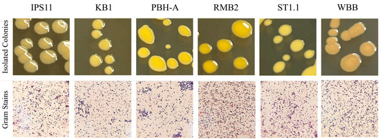 Comparative Analysis of Endophytic Curtobacterium Species Reveals ...