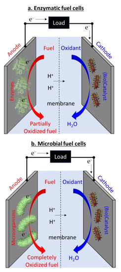 Biofuel Cells and Biobatteries: Misconceptions, Opportunities, and Challenges