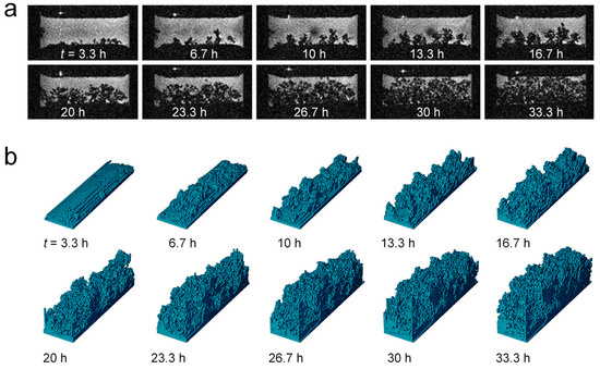 Simulation Of Dendrite Growth With A Diffusion Limited Aggregation Model Validated By Mri Of A
