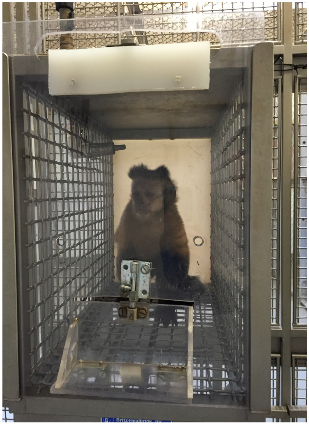 Testing the Glucose Hypothesis among Capuchin Monkeys: Does Glucose ...