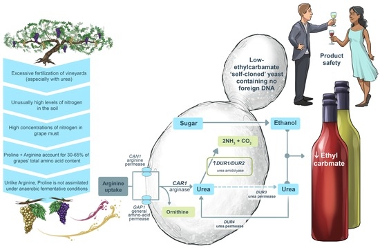 Conducting Wine Symphonics with the Aid of Yeast Genomics