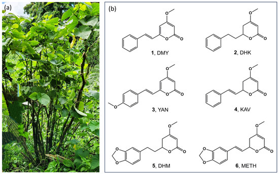 The Kavalactone Content and Profile of Fiji Kava Sold on the Local Market