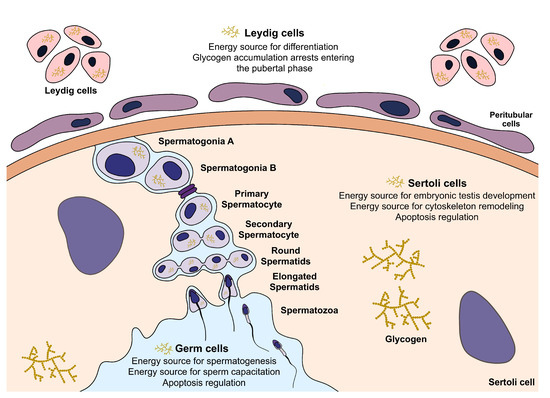 Testicular Glycogen Metabolism: An Overlooked Source of Energy for ...