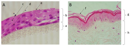cEpiderm, a Canine Skin Analog Suitable for In Vivo Testing Replacement