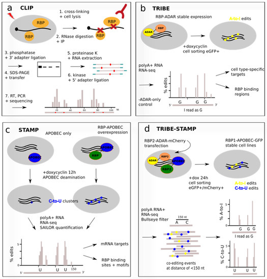 Current Technical Approaches to Study RNA–Protein Interactions in mRNAs ...