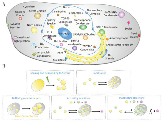 Intracellular Organization of Proteins and Nucleic Acids via ...
