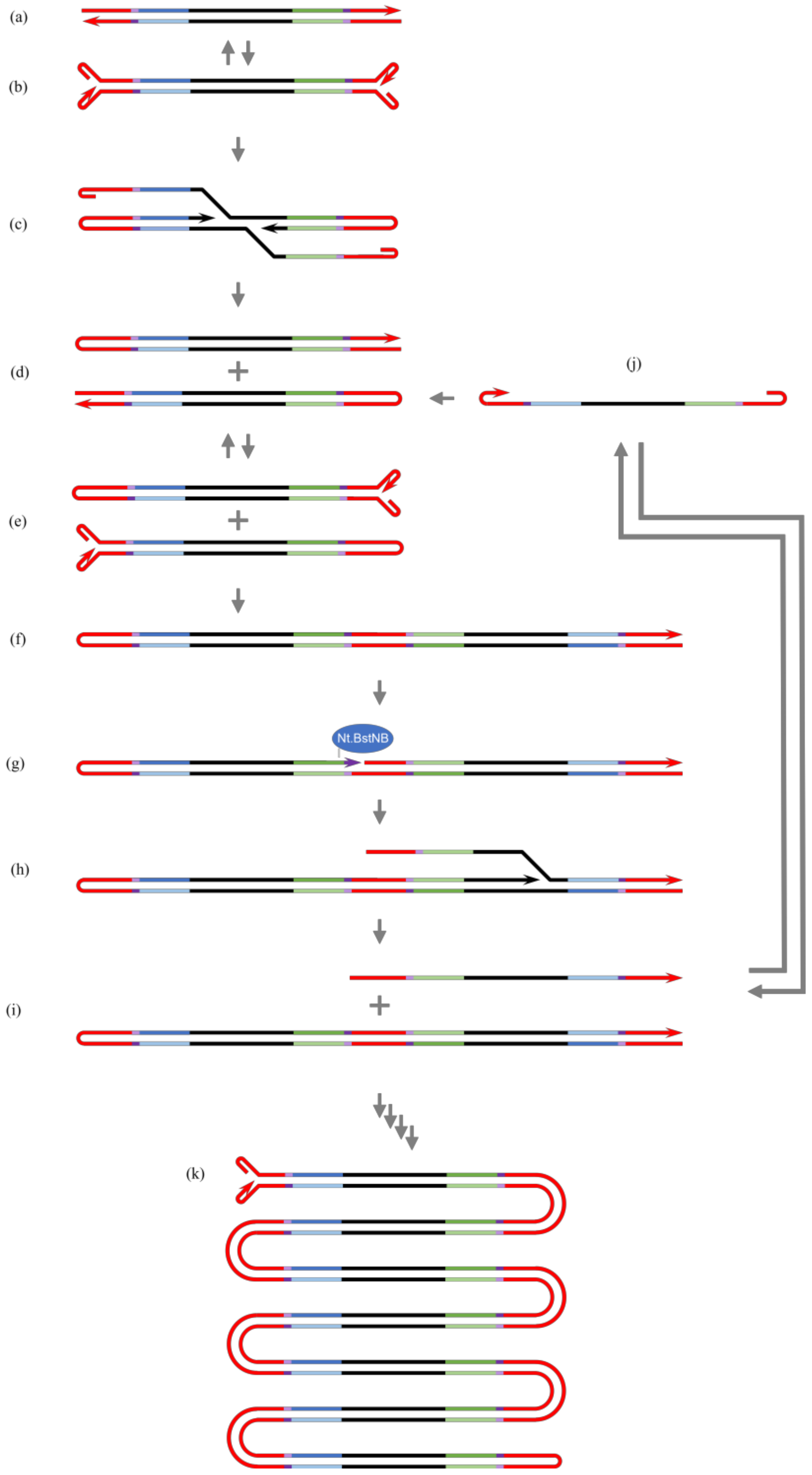 New Method of Isothermal, Hairpin Assisted, Primer Independent ...