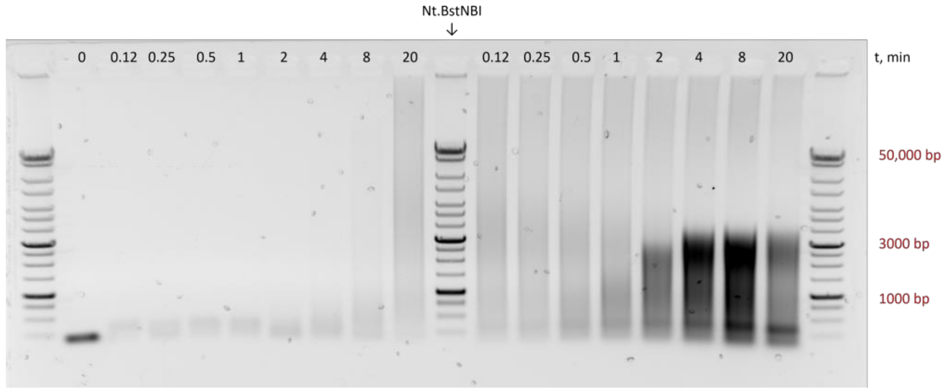 New Method of Isothermal, Hairpin Assisted, Primer Independent ...