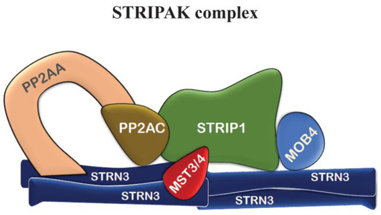 Role of MOB4 in Cell Proliferation and Neurogenesis