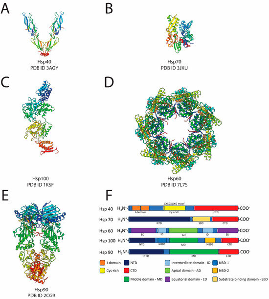 BioChem | Free Full-Text | New Insights into Hsp90 Structural ...