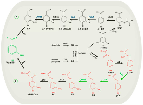 Biotechnological Advances in Vanillin Production: From Natural Vanilla to Metabolic Engineering ...