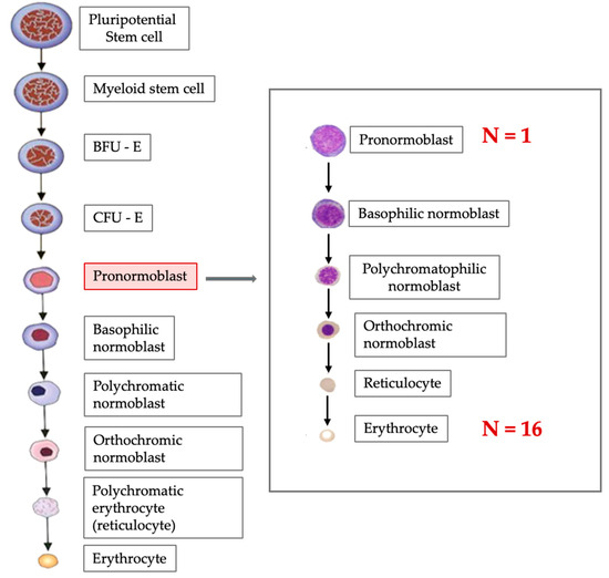 An Opinion on the Supplementation of Folic Acid 1 mg + Iron (Ferrous ...