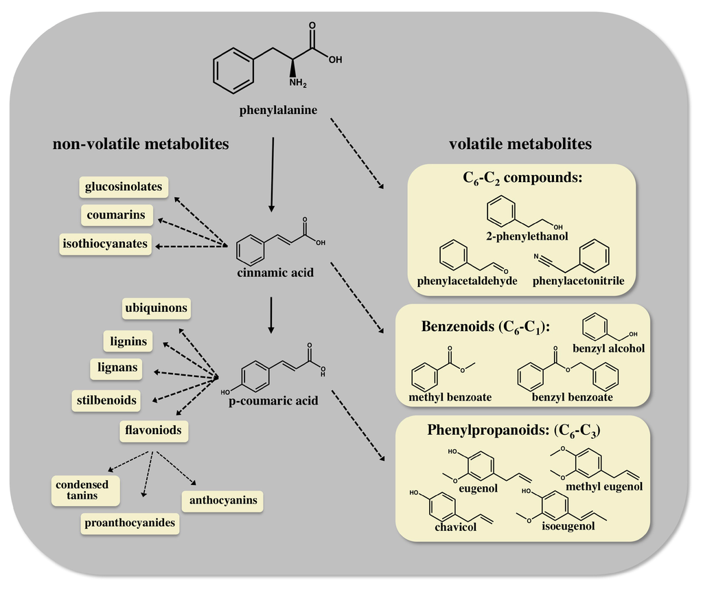 Bioengineering | Free Full-Text | Metabolic Engineering of the ...