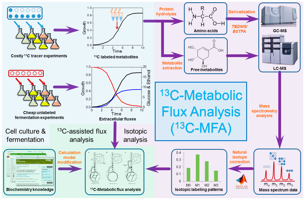 Bioengineering Free Full Text 13c Metabolic Flux Analysis An