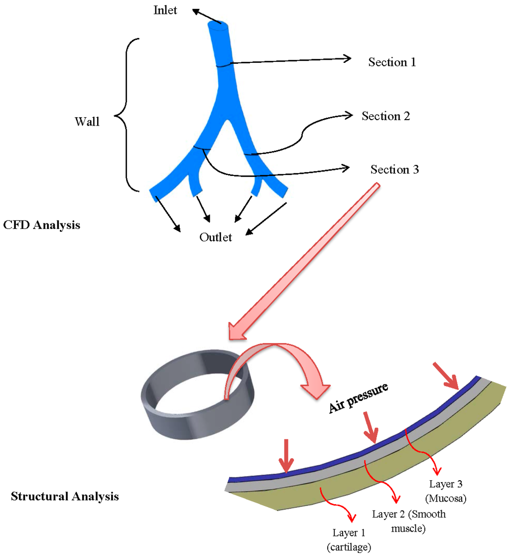 Transient Mechanical Response of Lung Airway Tissue during Mechanical Ventilation