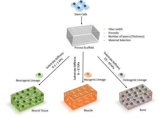 Bioengineering | Free Full-Text | Design of Three-Dimensional Scaffolds ... Bioengineering | Free Full-Text | Design of Three-Dimensional Scaffolds ...