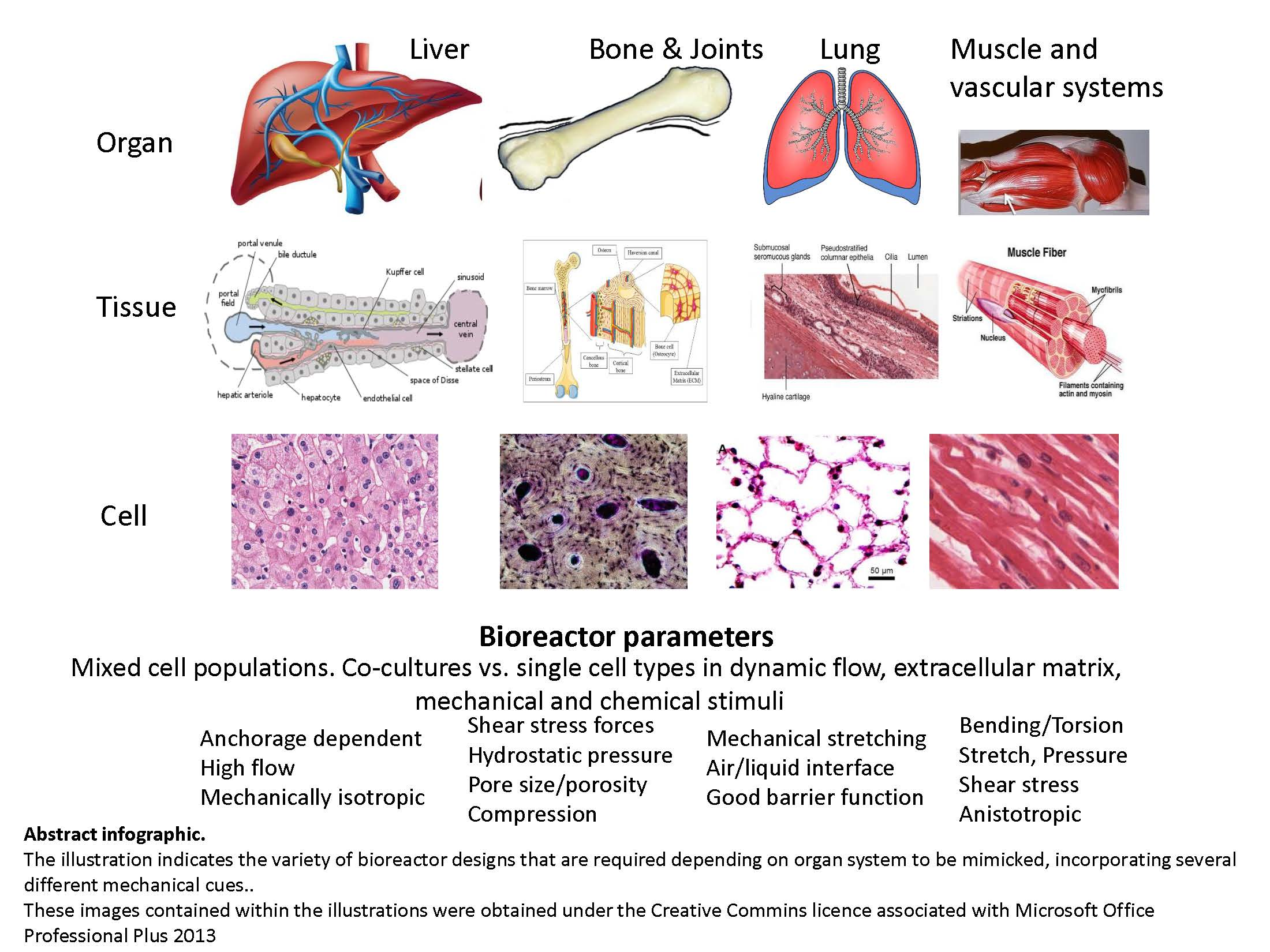 Bioengineering | Free Full-Text | Role of Bioreactor Technology in ... Bioengineering | Free Full-Text | Role of Bioreactor Technology in ...