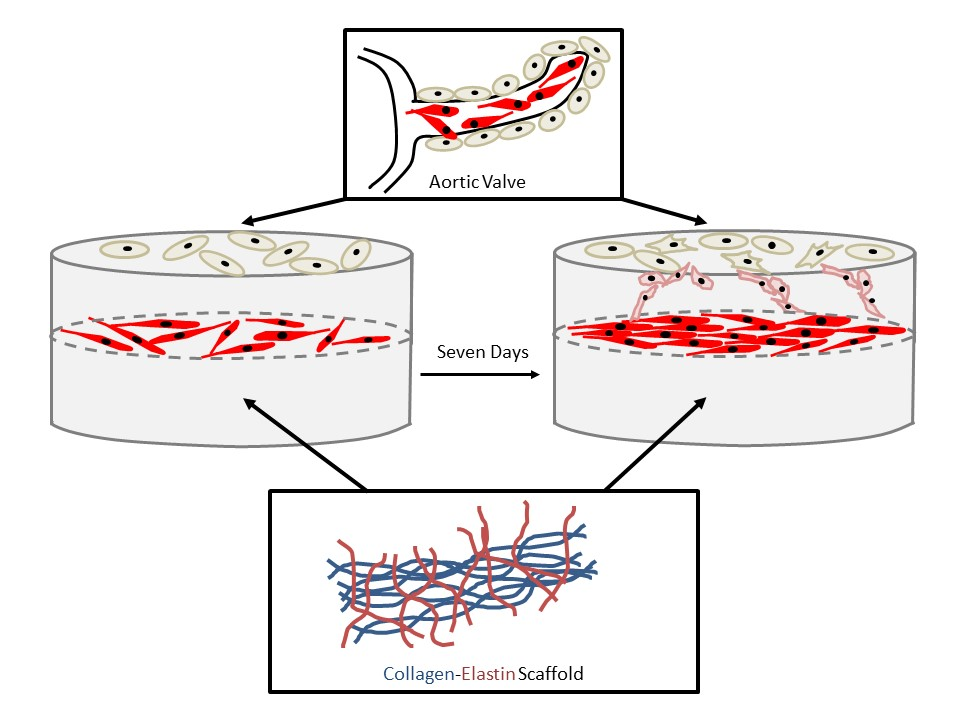 Bioengineering | Free Full-Text | A Three-Dimensional Collagen-Elastin ... Bioengineering | Free Full-Text | A Three-Dimensional Collagen-Elastin ...