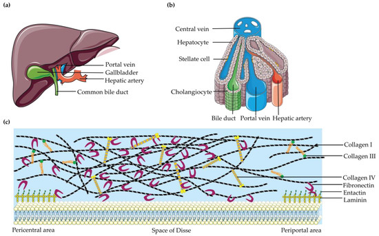 Hydrogels for Liver Tissue Engineering