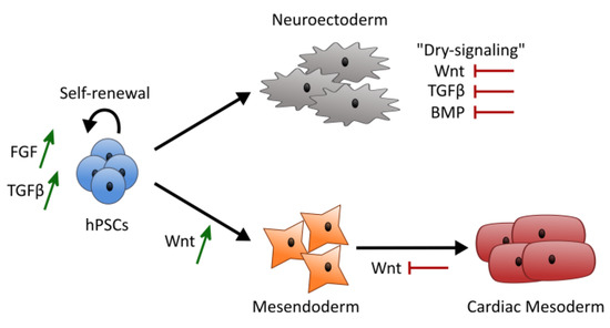 Bioengineering | Special Issue : Stem Cell and Biologic Scaffold ...