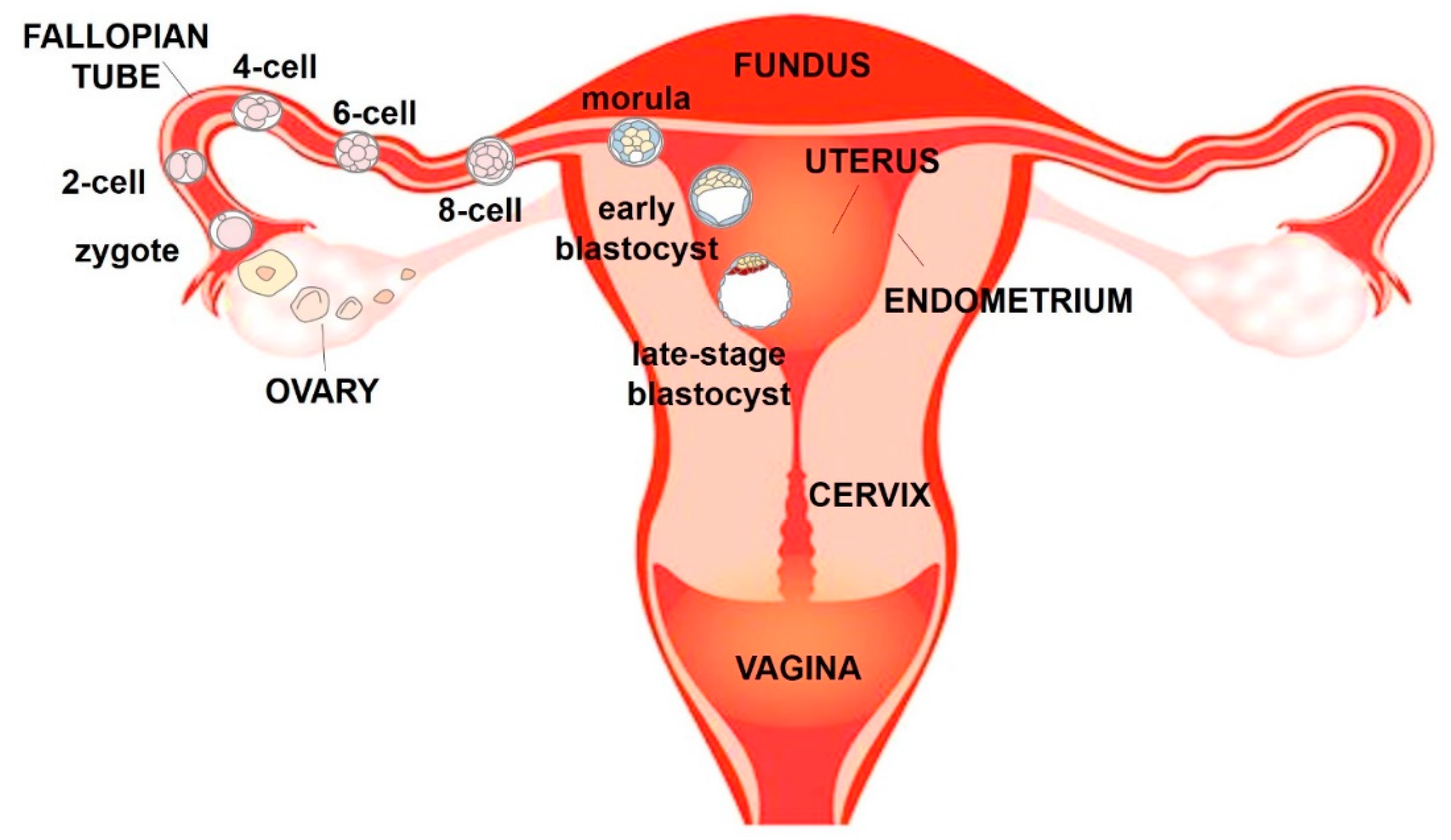 Bioengineering Free Full Text Organs On Chip Models Of The Female