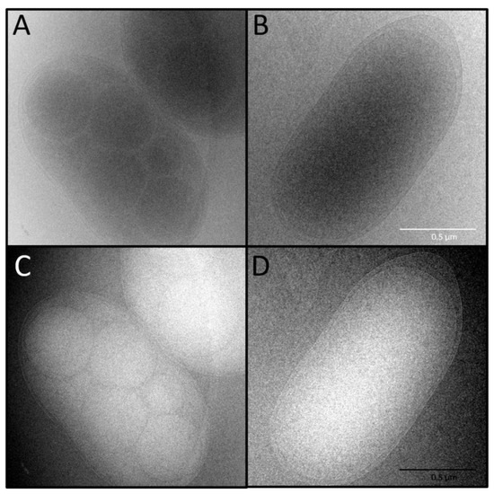 Thauera aminoaromatica MZ1T Identified as a Polyhydroxyalkanoate ...