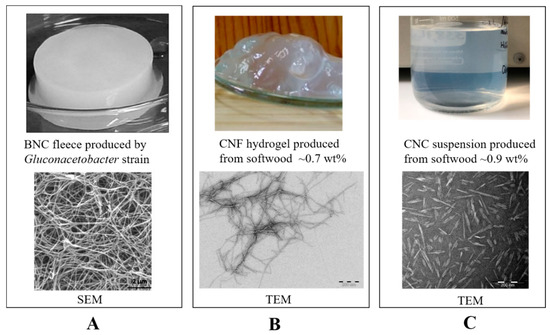 Nanocellulose-Based Inks for 3D Bioprinting: Key Aspects in Research ...