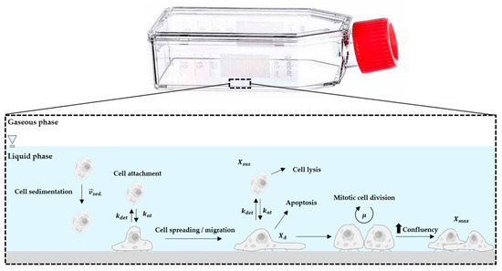 Bioengineering | Special Issue : Stem Cell Bioprocessing and Manufacturing