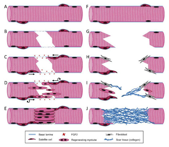 Skeletal Muscle Tissue Engineering: Biomaterials-Based Strategies for ...