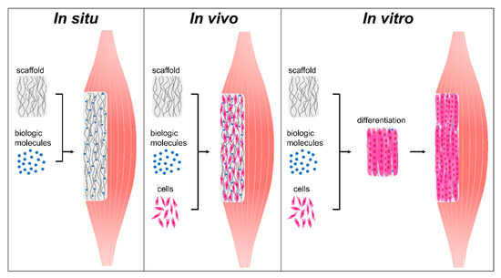 Skeletal Muscle Tissue Engineering: Biomaterials-Based Strategies for ...