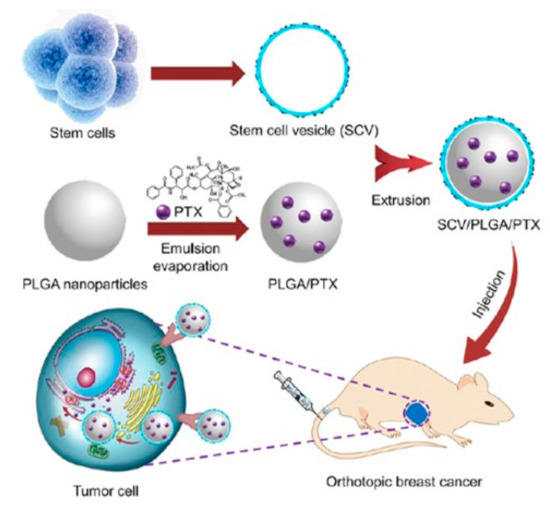 Biomimetic Nanocarriers for Cancer Target Therapy