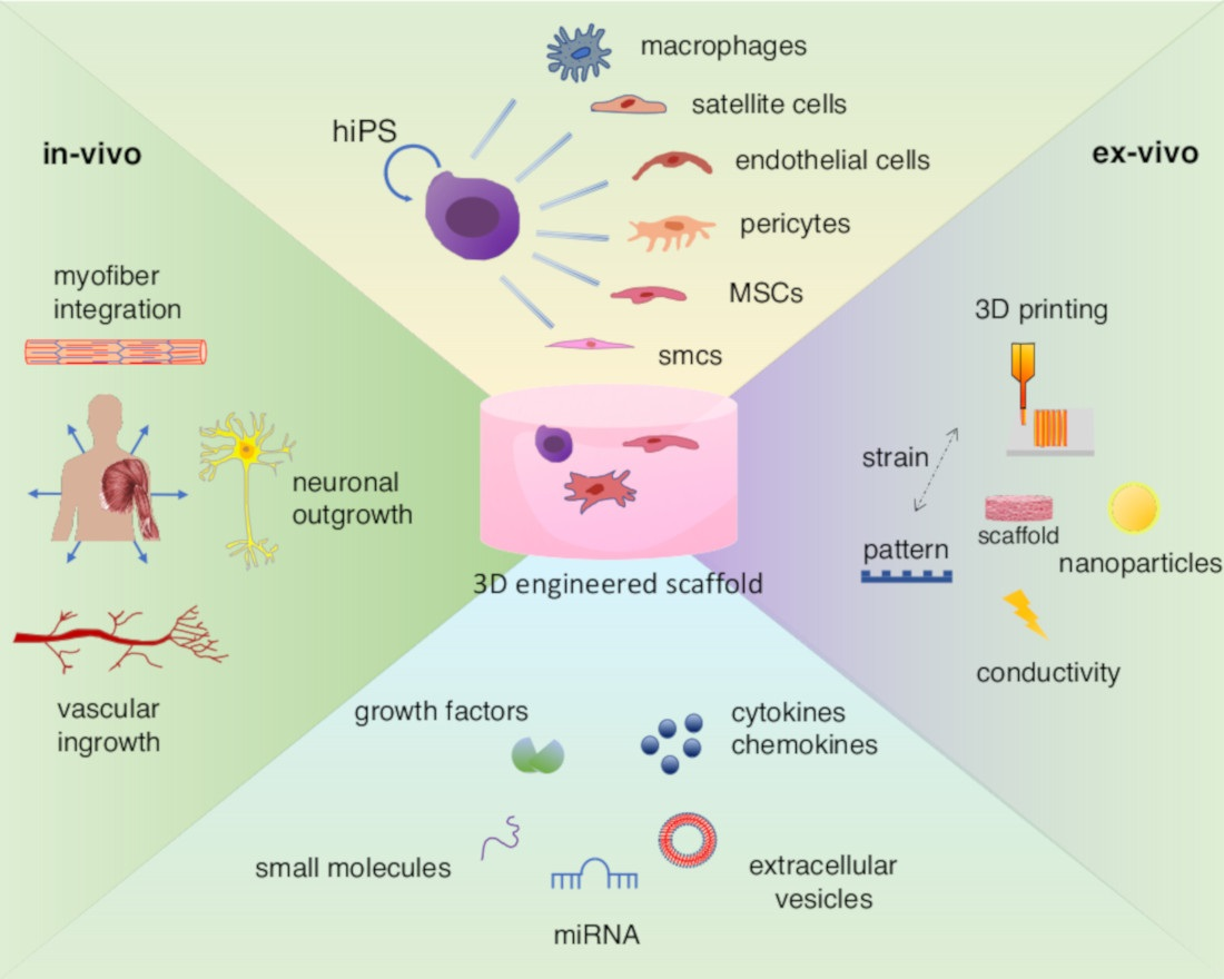 Bioengineering | Free Full-Text | Next Stage Approach to Tissue ...