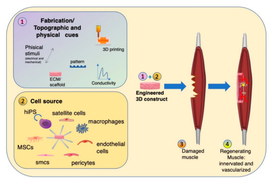 Bioengineering | Free Full-Text | Next Stage Approach to Tissue ...