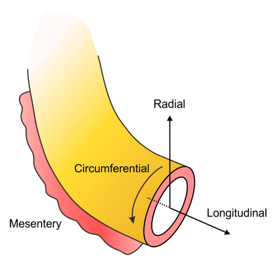 The Macro- and Micro-Mechanics of the Colon and Rectum I: Experimental ...