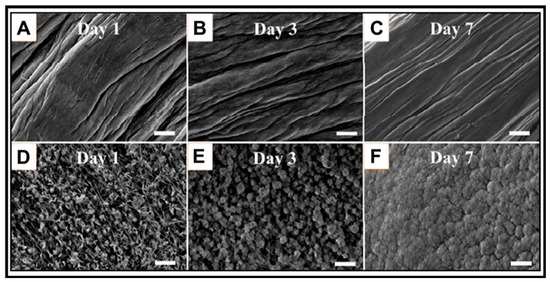 Mineralization of Biomaterials for Bone Tissue Engineering
