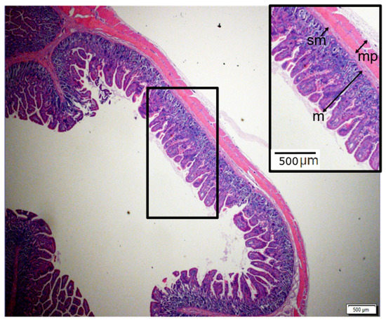 Biomechanical Force Prediction for Lengthening of Small Intestine ...