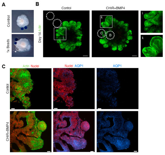Toward Spatial Identities in Human Brain Organoids-on-Chip Induced by ...