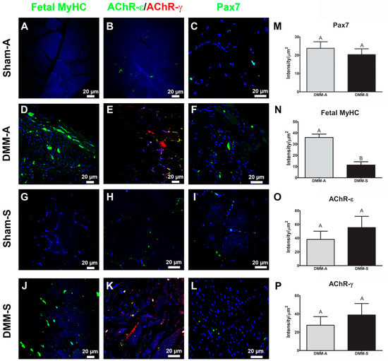 RNU (Foxn1RNU-Nude) Rats Demonstrate an Improved Ability to Regenerate ...