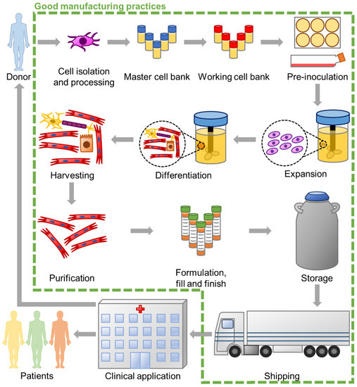 Bioengineering | Free Full-Text | Single-Use Bioreactors for Human ...
