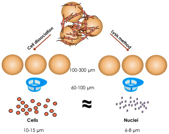 Bioprocessing of Human Mesenchymal Stem Cells: From Planar Culture to ...