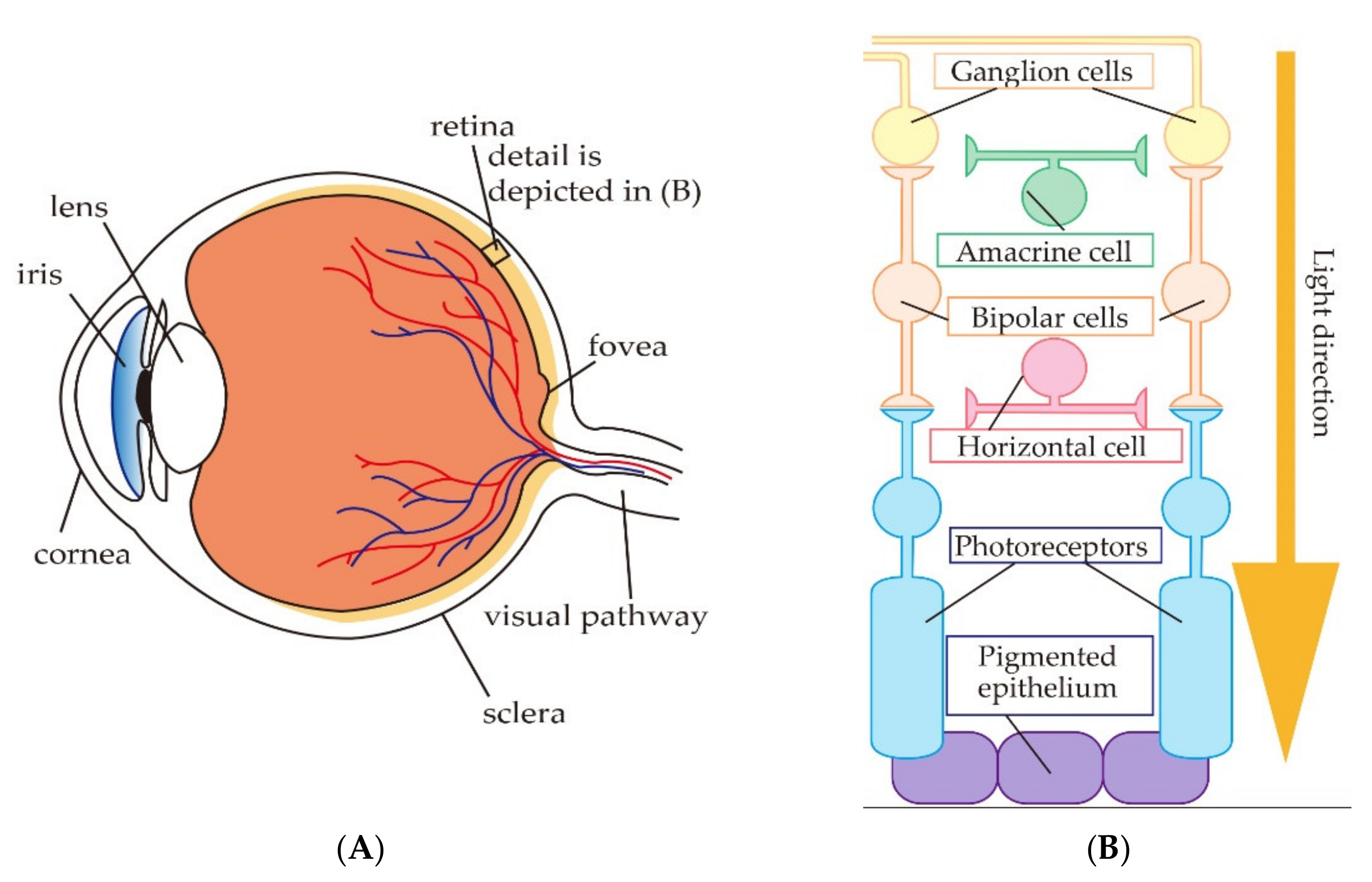 Bioengineering | Free Full-Text | Simulation-Based Clarification of ...