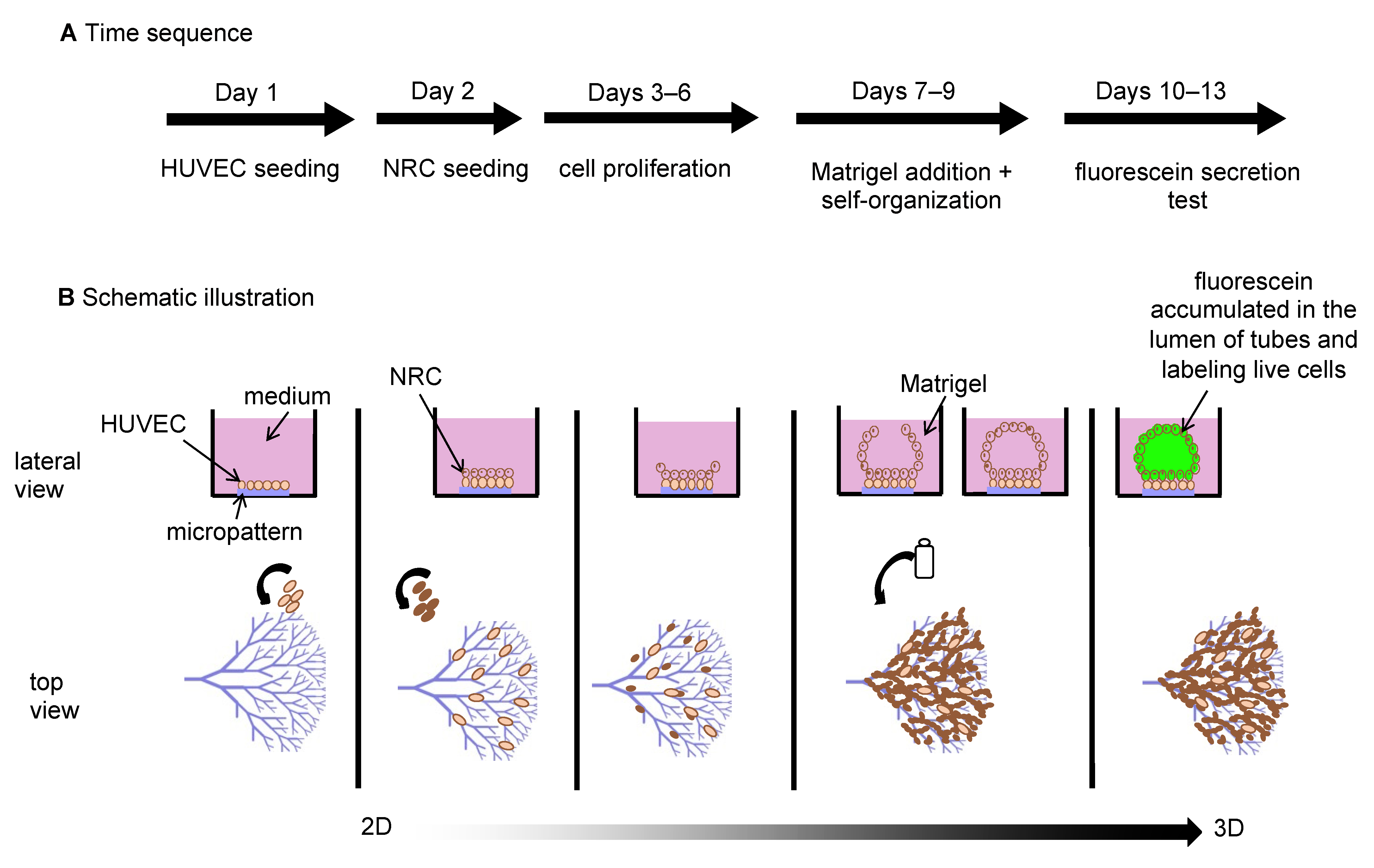 Self-Organogenesis from 2D Micropatterns to 3D Biomimetic Biliary Trees