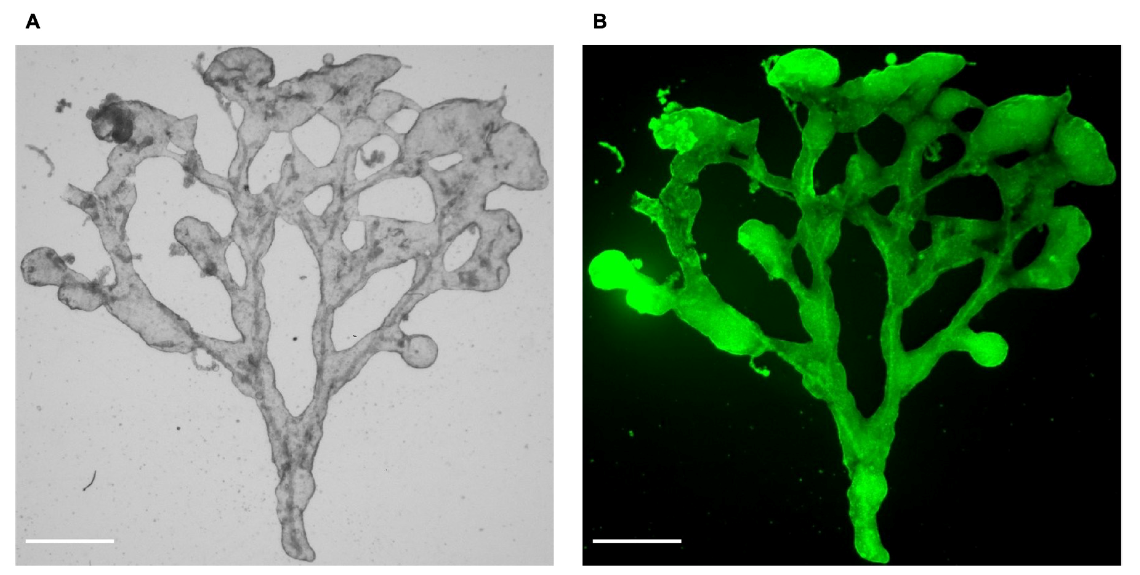 Self-Organogenesis from 2D Micropatterns to 3D Biomimetic Biliary Trees