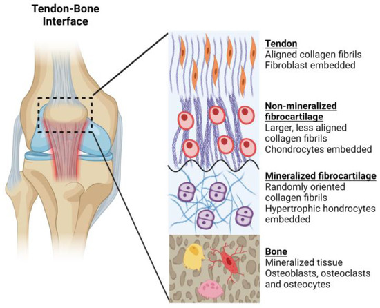Biofabrication Strategies for Musculoskeletal Disorders: Evolution ...