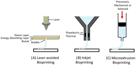 Translational Application of 3D Bioprinting for Cartilage Tissue ...