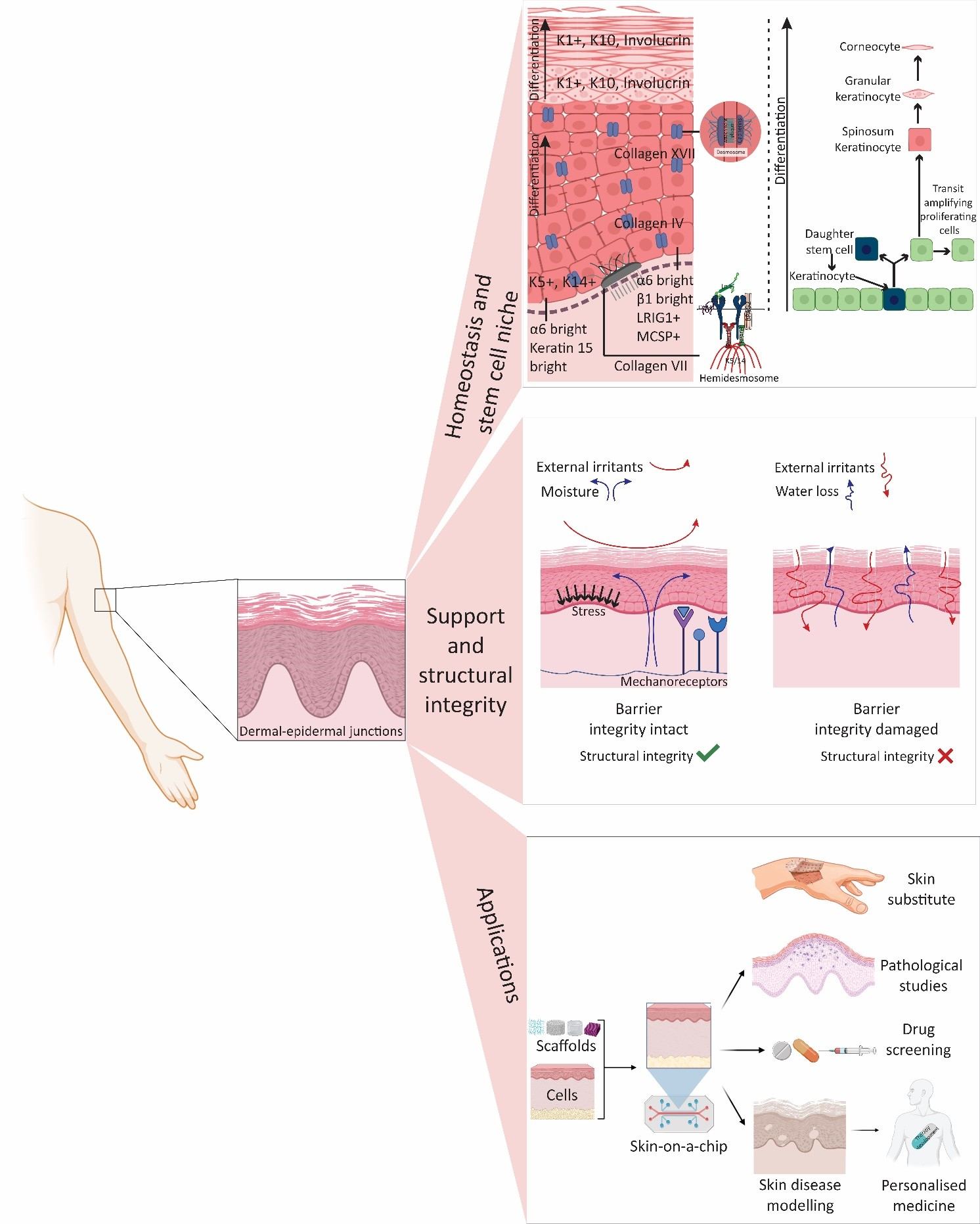 Bioengineering | Free Full-Text | The Importance of Mimicking Dermal ...