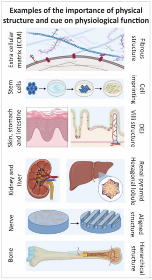 The Importance of Mimicking Dermal-Epidermal Junction for Skin Tissue ...